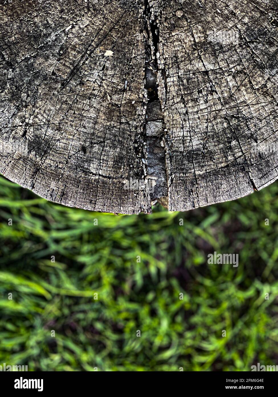 texture log top view, free space Stock Photo - Alamy