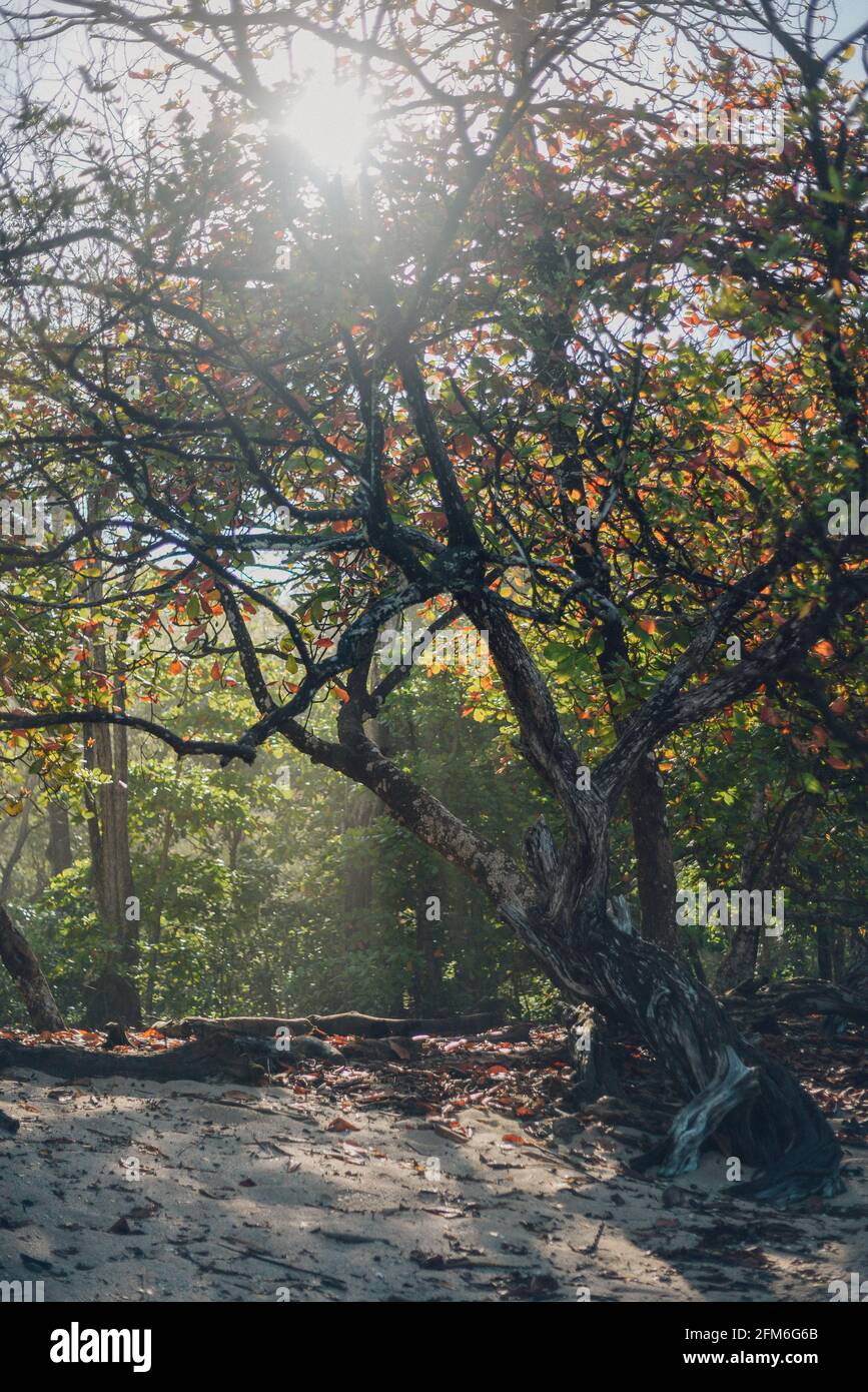 Natural filters hi-res stock photography and images - Alamy