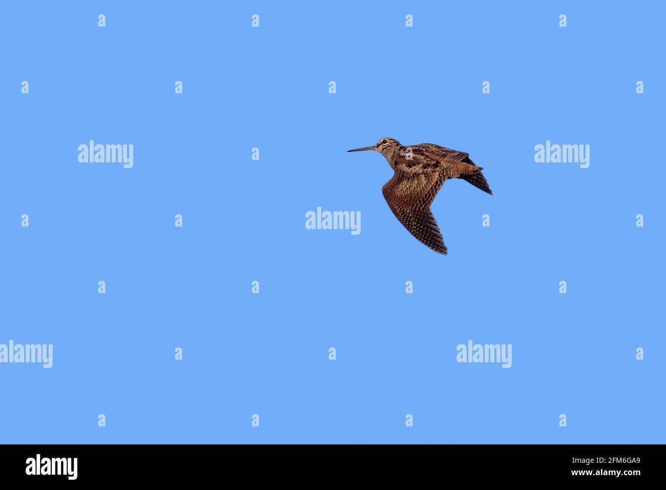 Woodcocks flight hi-res stock photography and images - Alamy