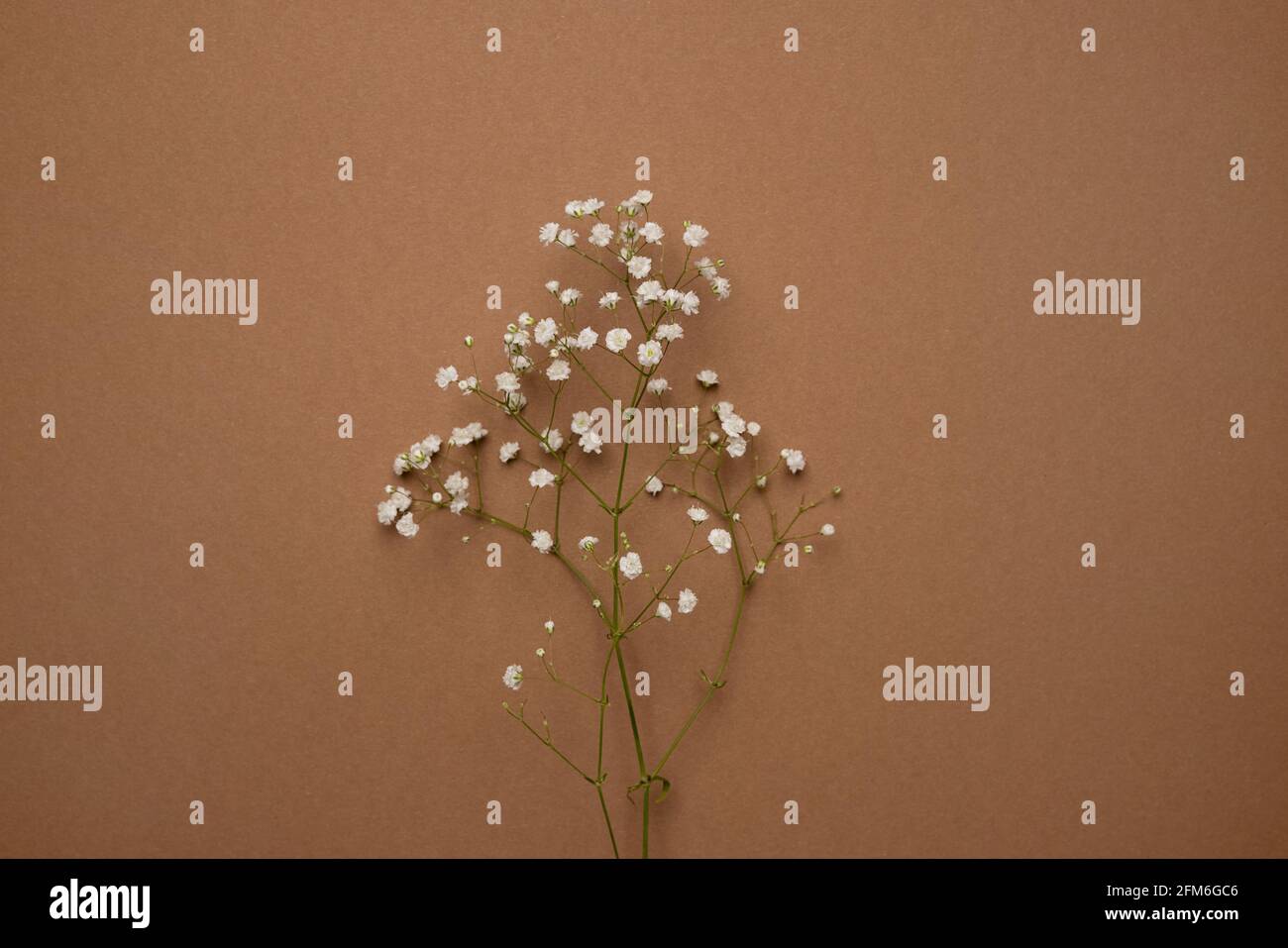 Dry flower branch on a light brown background. Trend, minimal concept ...