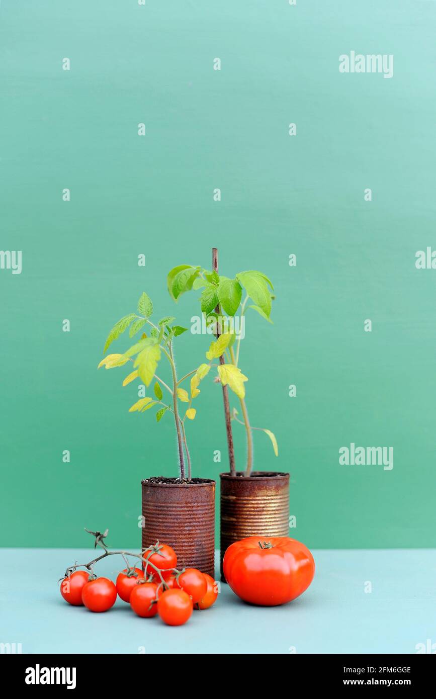 tomato plant in a rusty can Stock Photo - Alamy