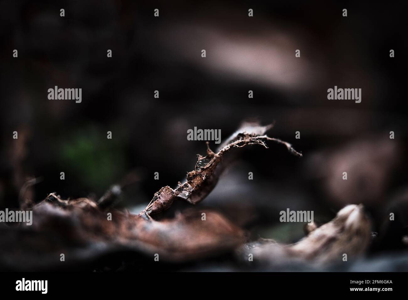 Decaying leaf hi-res stock photography and images - Alamy