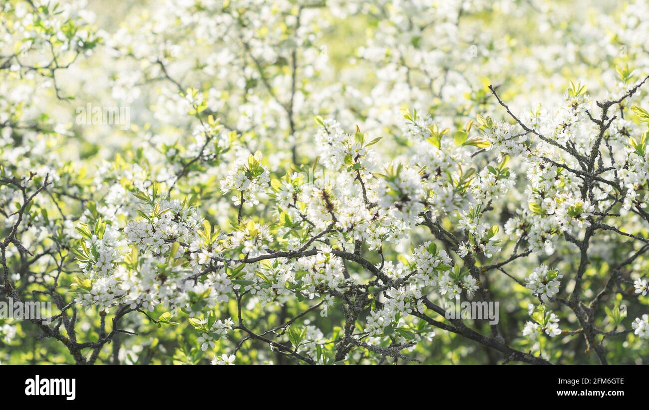 Bullace tree in garden hi-res stock photography and images - Alamy