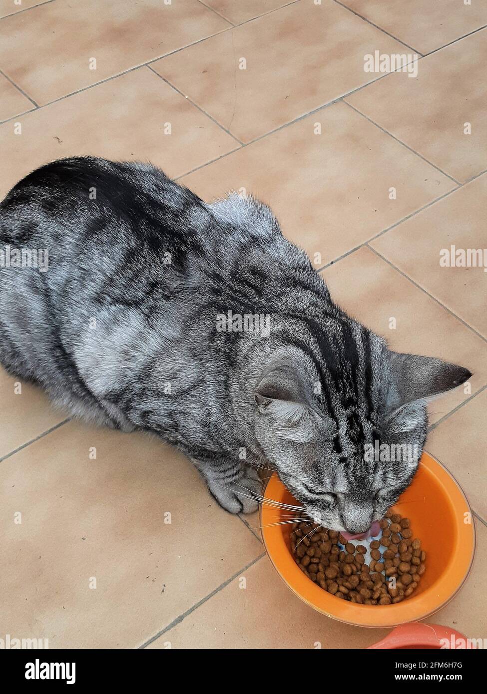 Cute cat eating hi-res stock photography and images - Alamy