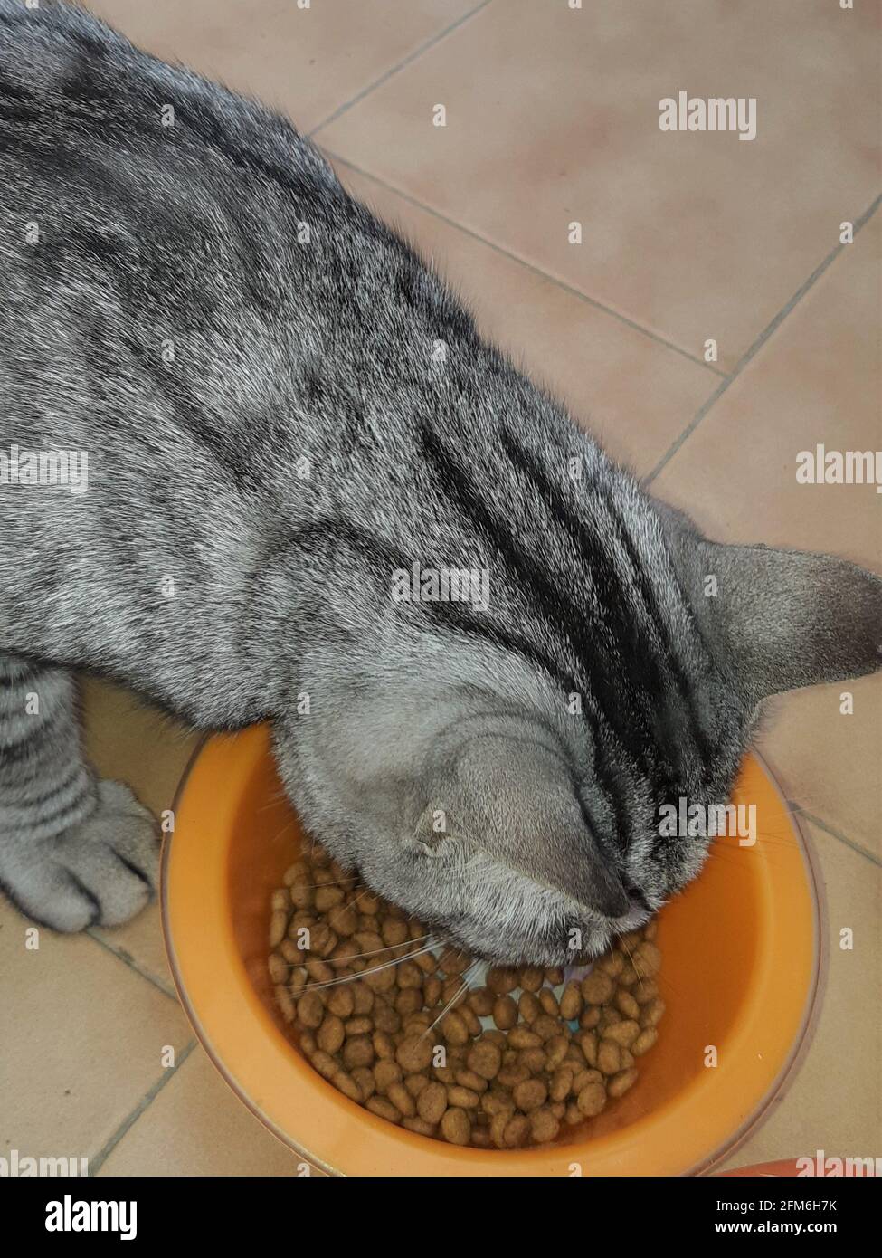 Cute cat eating in his bowl Stock Photo - Alamy