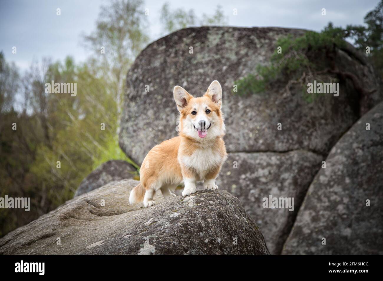 Welsh corgi pembroke stones hi-res stock photography and images - Alamy