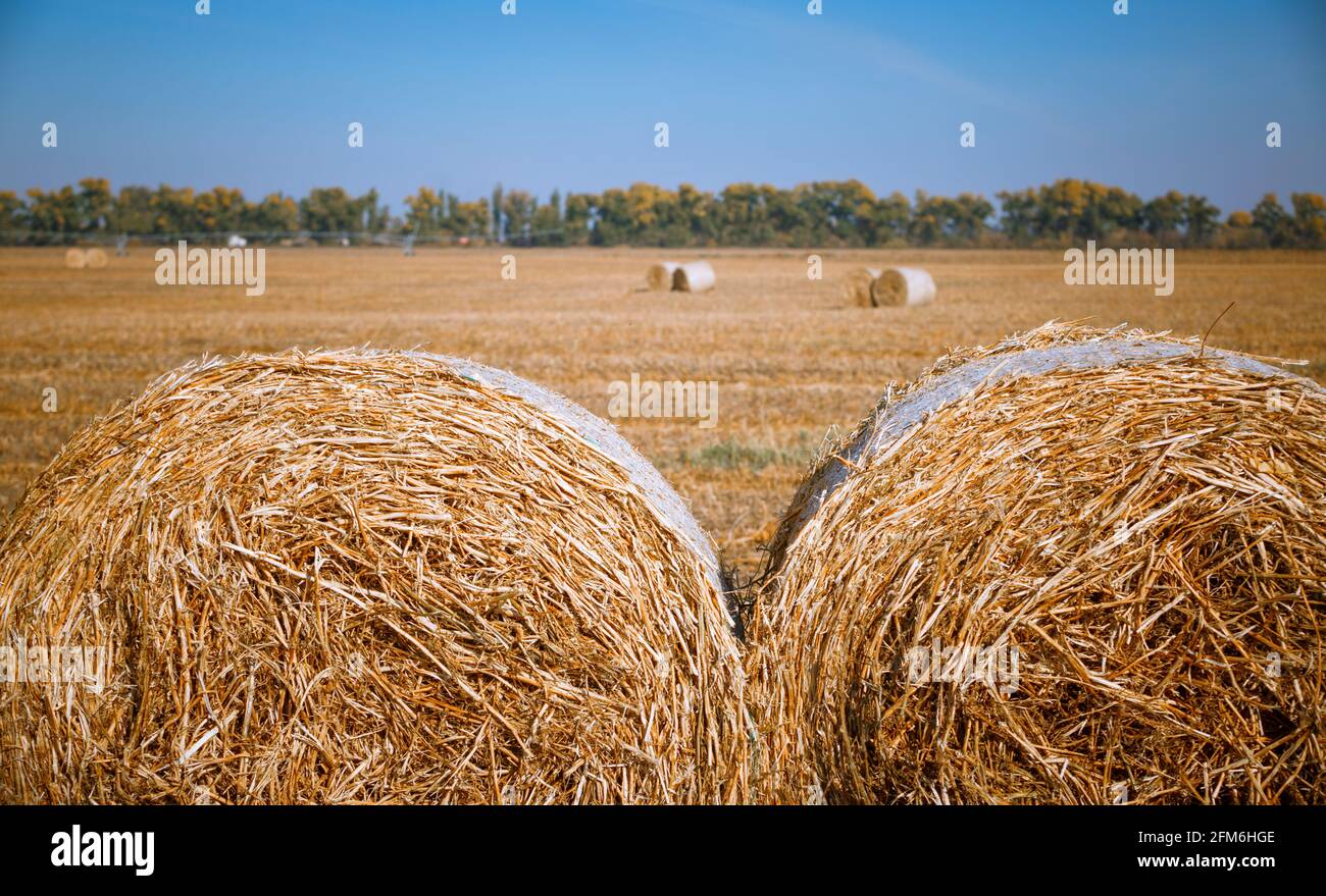 Hay bail harvesting in wonderful autumn farmers field landscape with ...