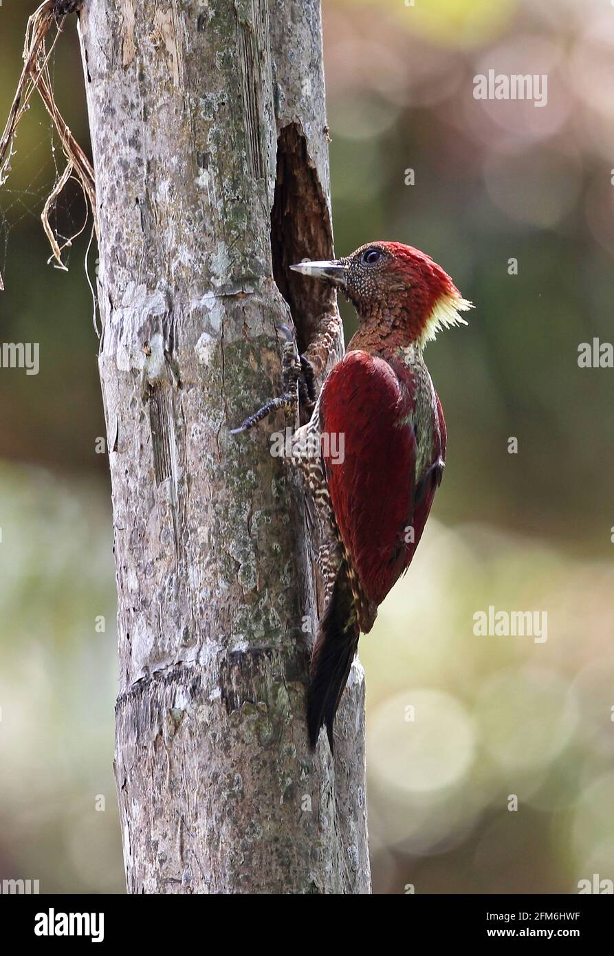 Banded Woodpecker (Chrysophlegma miniaceum malaccense) adult female at ...