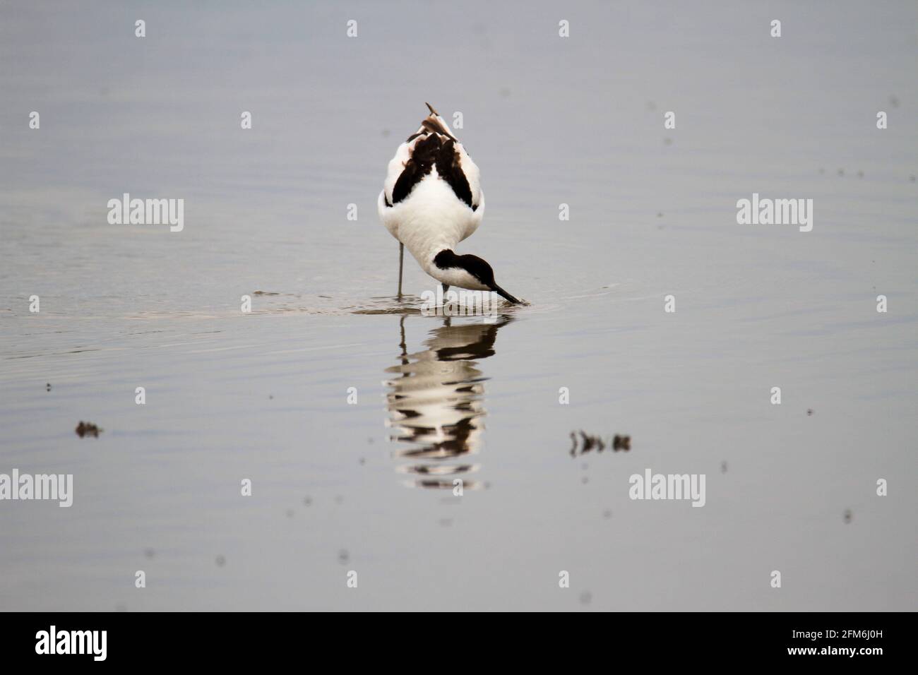 A close up of an Avocet Stock Photo - Alamy