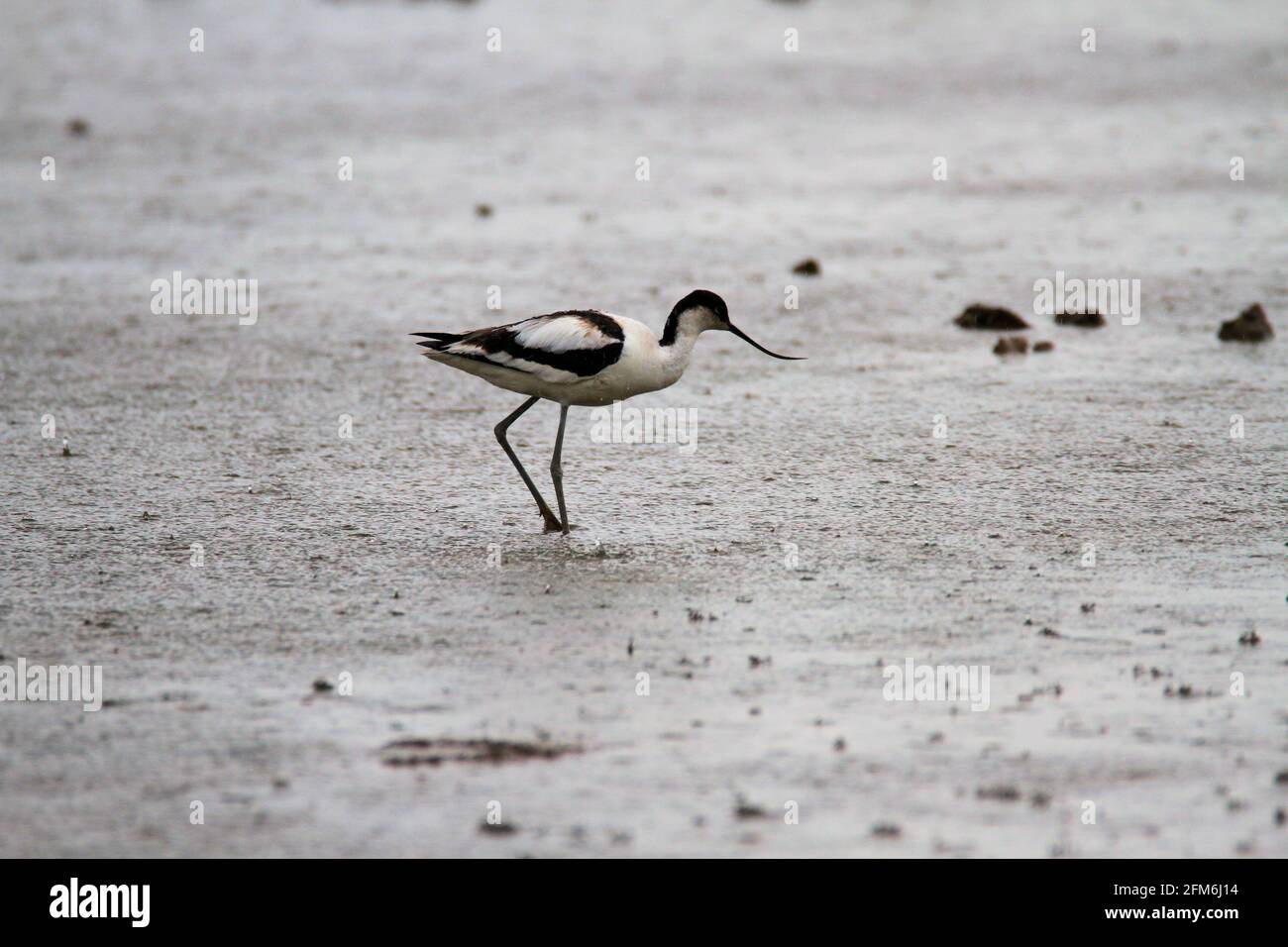 A close up of an Avocet Stock Photo - Alamy
