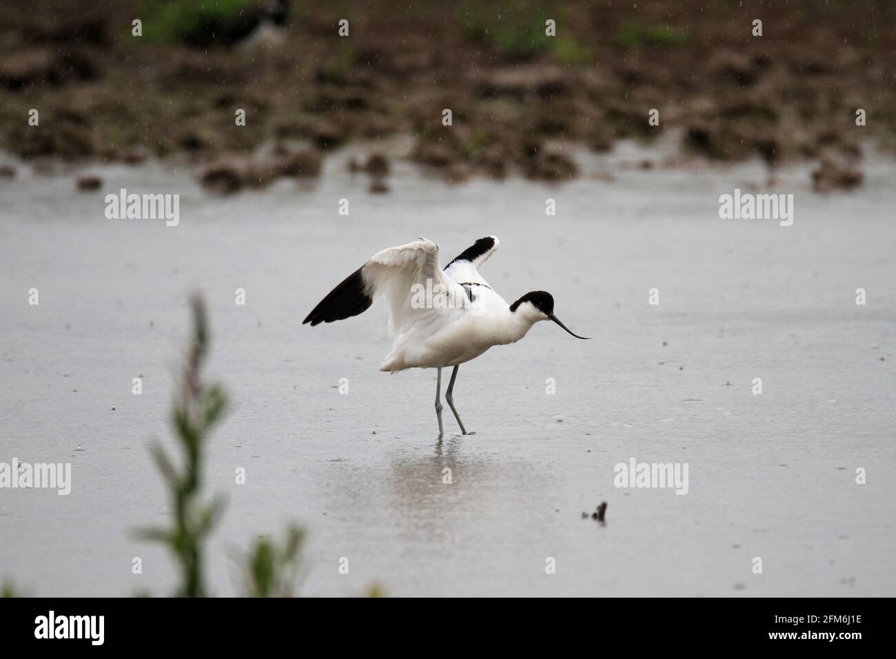 A close up of an Avocet Stock Photo - Alamy