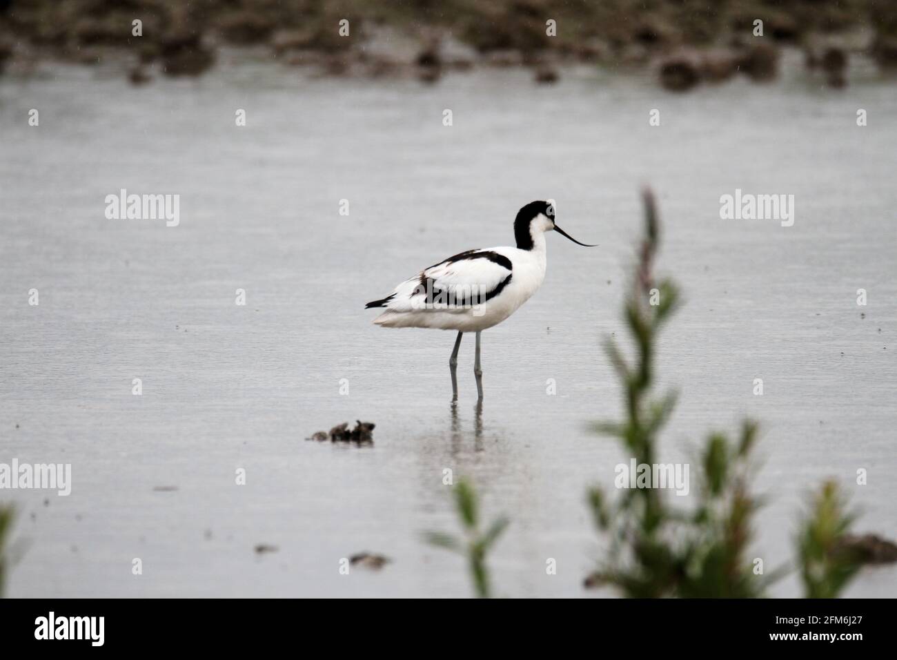 A close up of an Avocet Stock Photo - Alamy