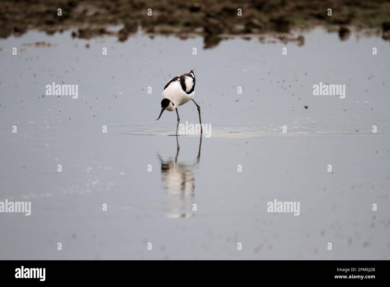 A close up of an Avocet Stock Photo - Alamy