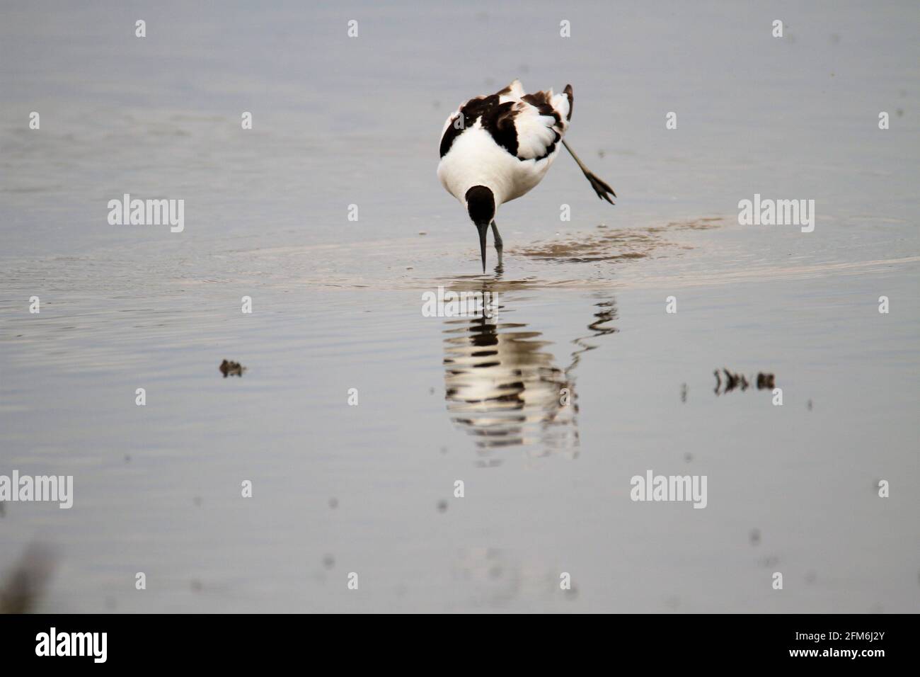 A close up of an Avocet Stock Photo - Alamy