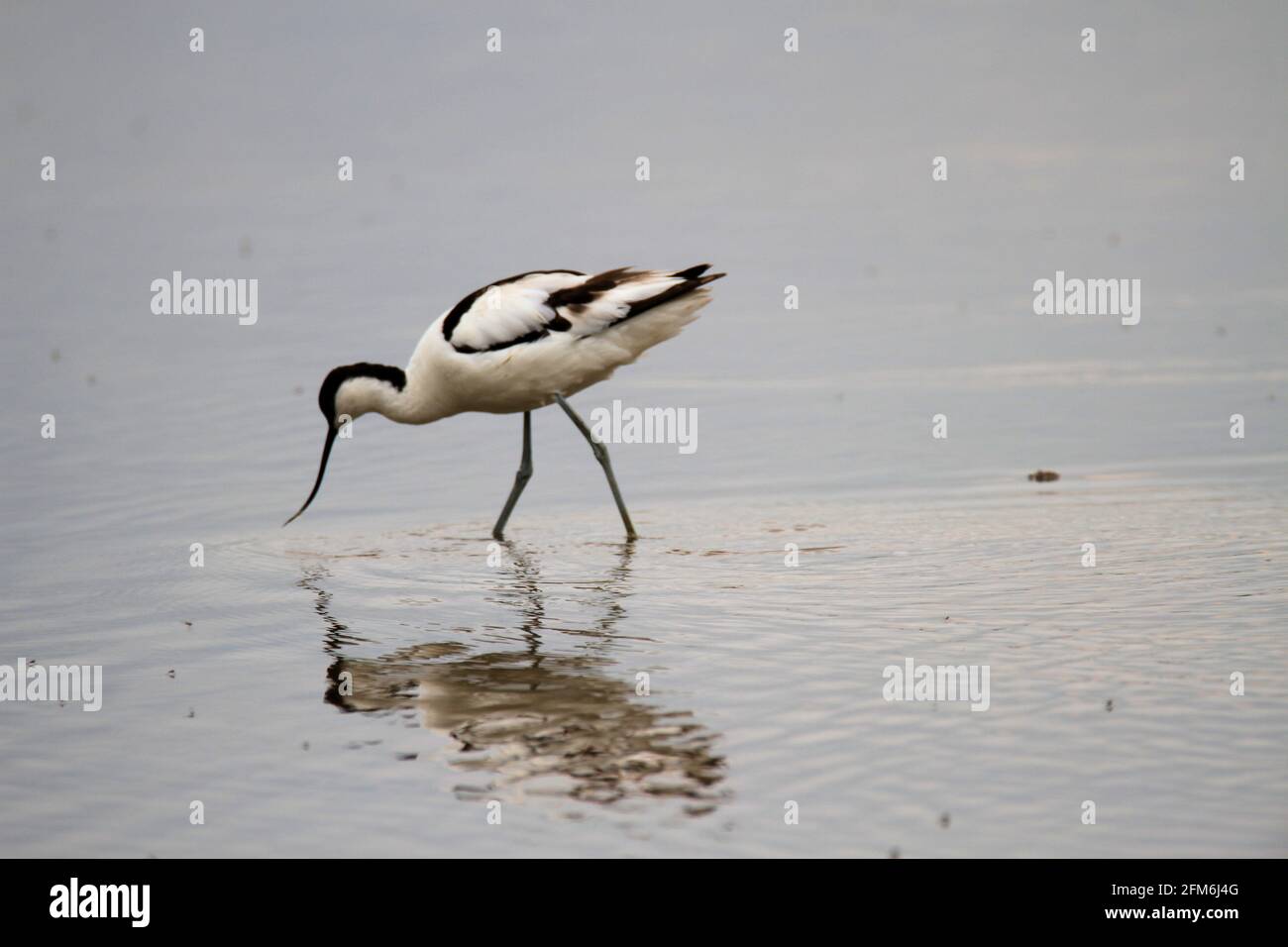 A close up of an Avocet Stock Photo - Alamy