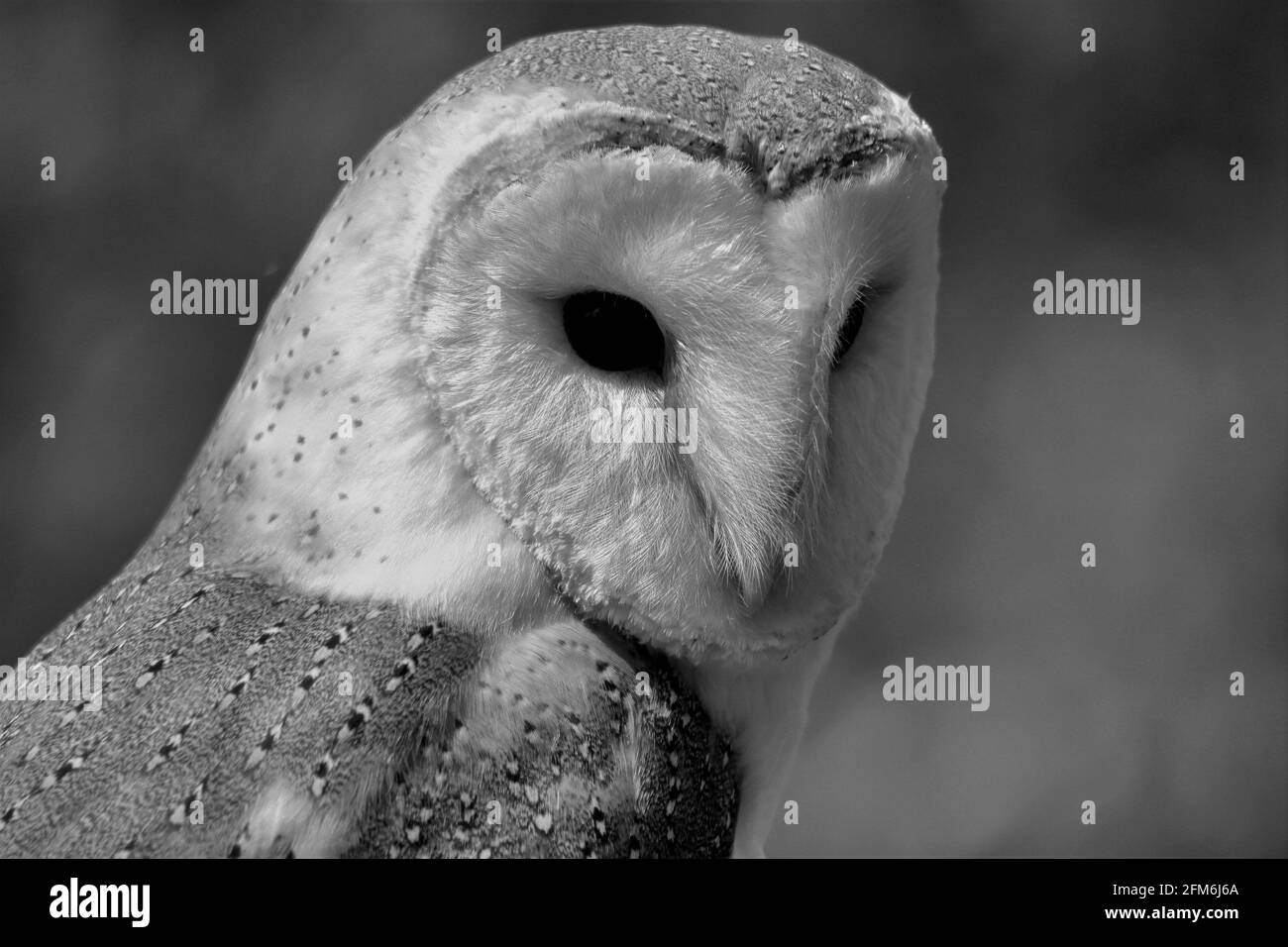 A view of a Barn Owl Stock Photo - Alamy