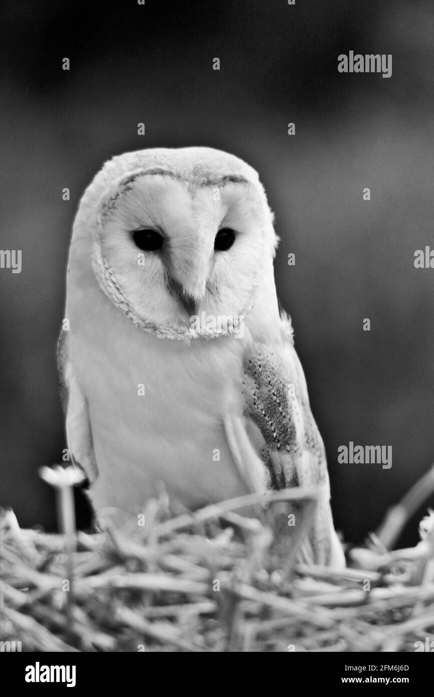 Owl young Black and White Stock Photos & Images - Alamy
