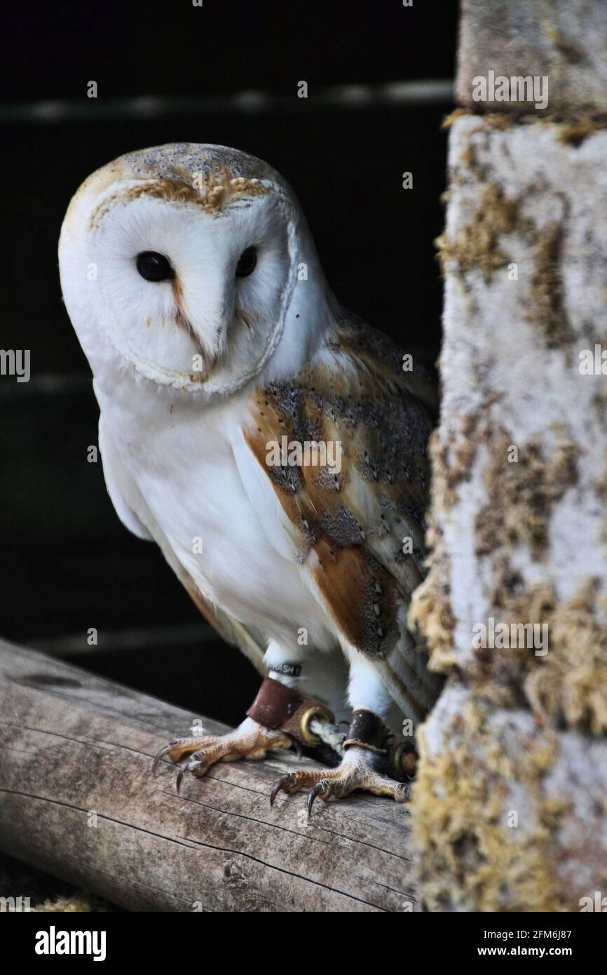 A view of a Barn Owl Stock Photo - Alamy