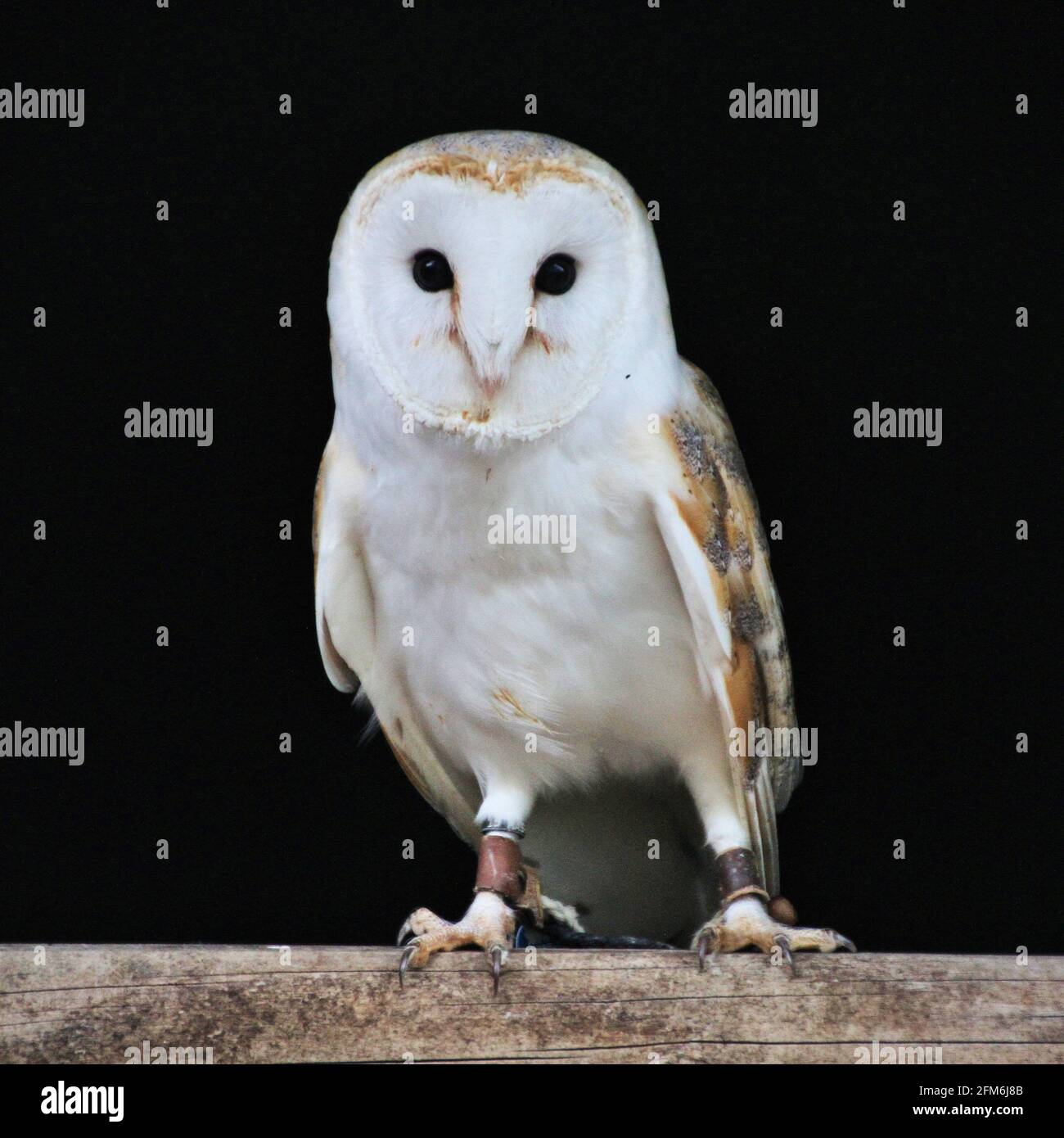 A view of a Barn Owl Stock Photo - Alamy