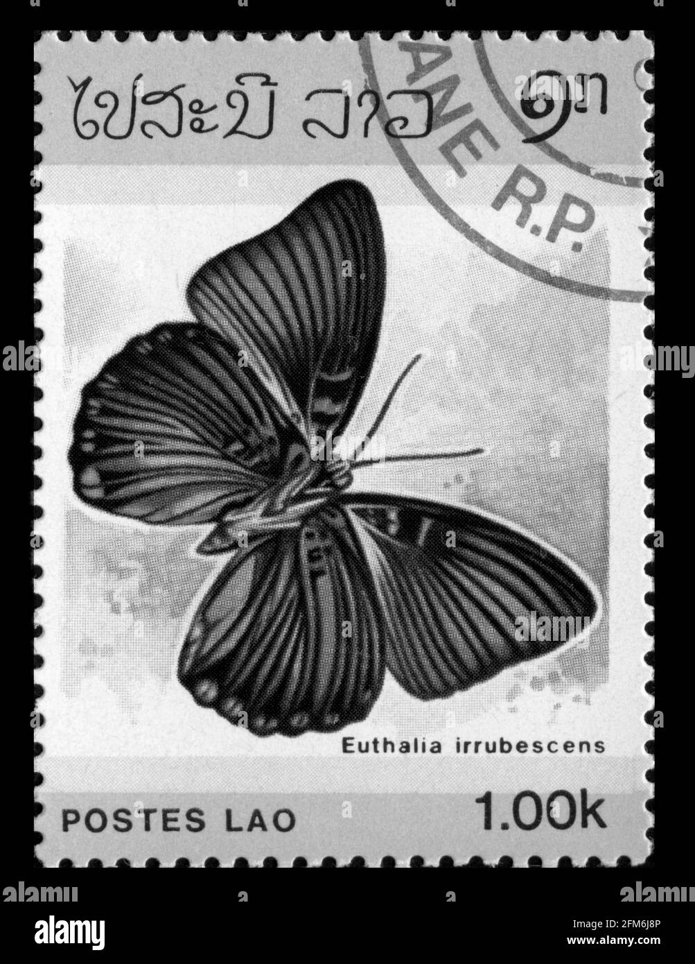 Insects of laos Black and White Stock Photos & Images - Alamy