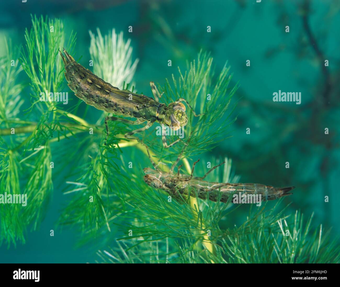 Insects Lifecycle High Resolution Stock Photography and Images - Alamy