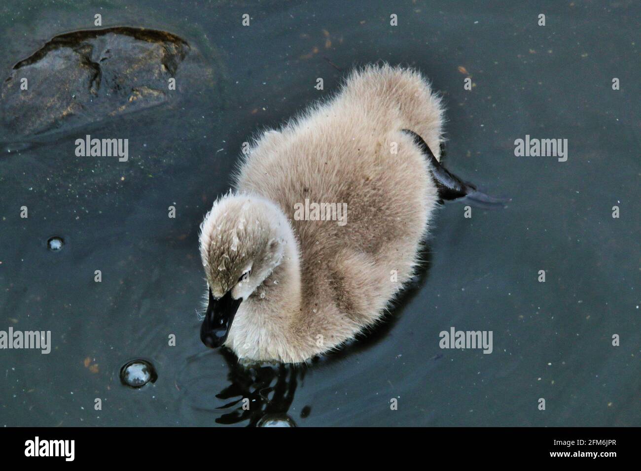 A view of a Black Swan at Martin Mere Nature Reserve Stock Photo - Alamy