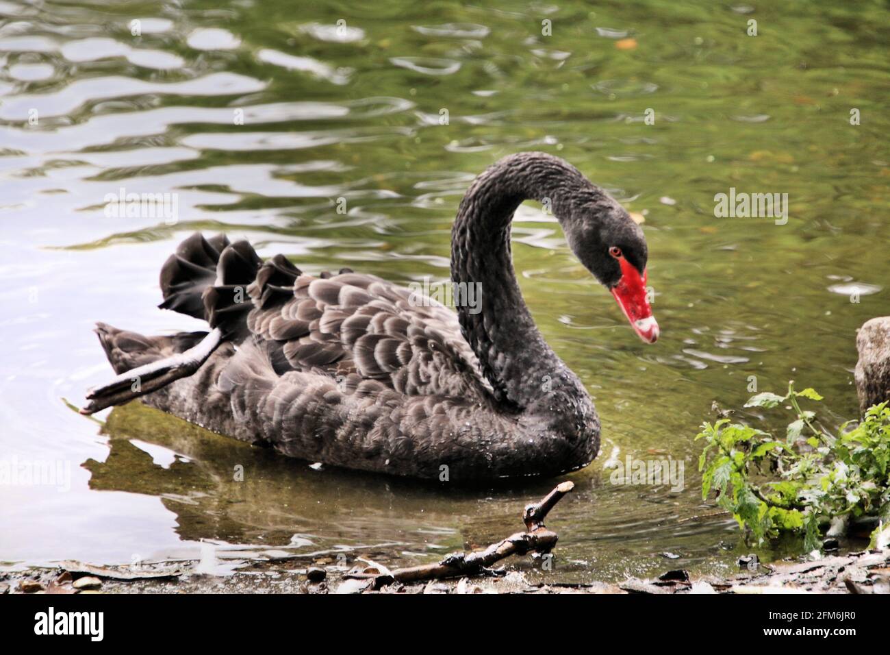 A view of a Black Swan at Martin Mere Nature Reserve Stock Photo - Alamy
