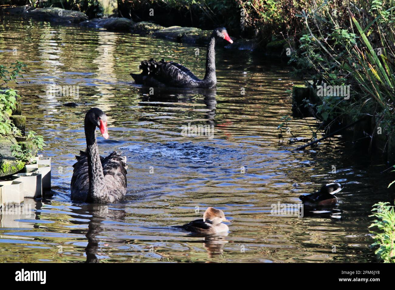 A view of a Black Swan at Martin Mere Nature Reserve Stock Photo - Alamy