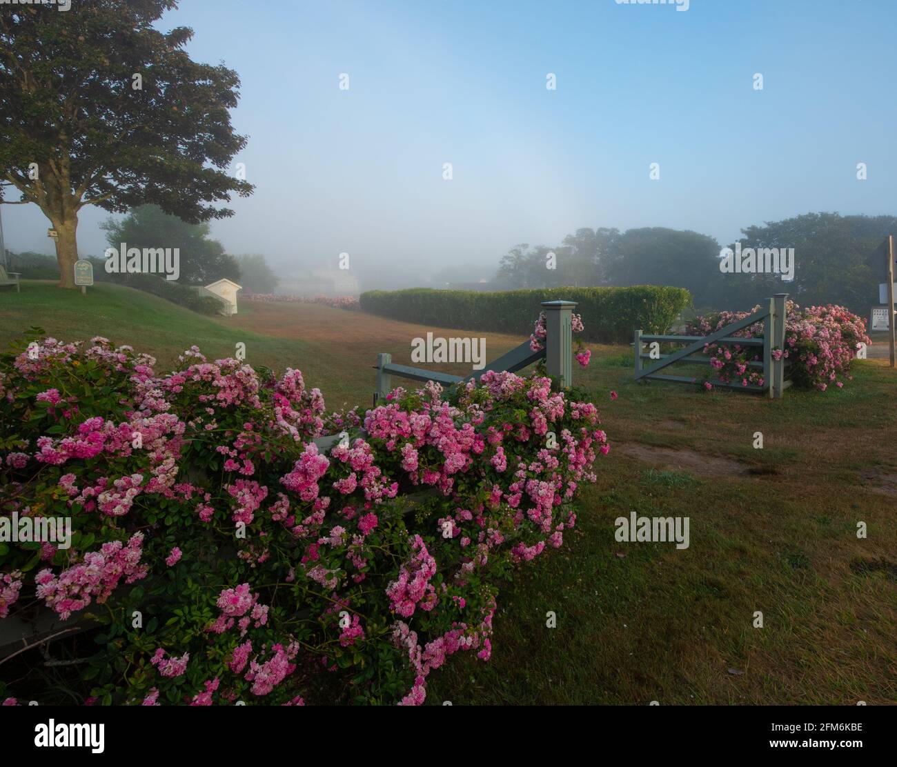 Block island roses hi-res stock photography and images - Alamy