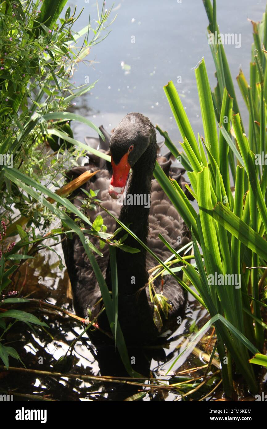 A view of a Black Swan at Martin Mere Nature Reserve Stock Photo - Alamy