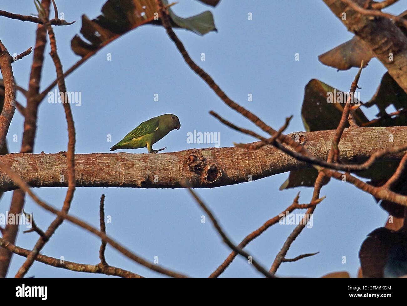 Parrot malaysia hi-res stock photography and images - Alamy