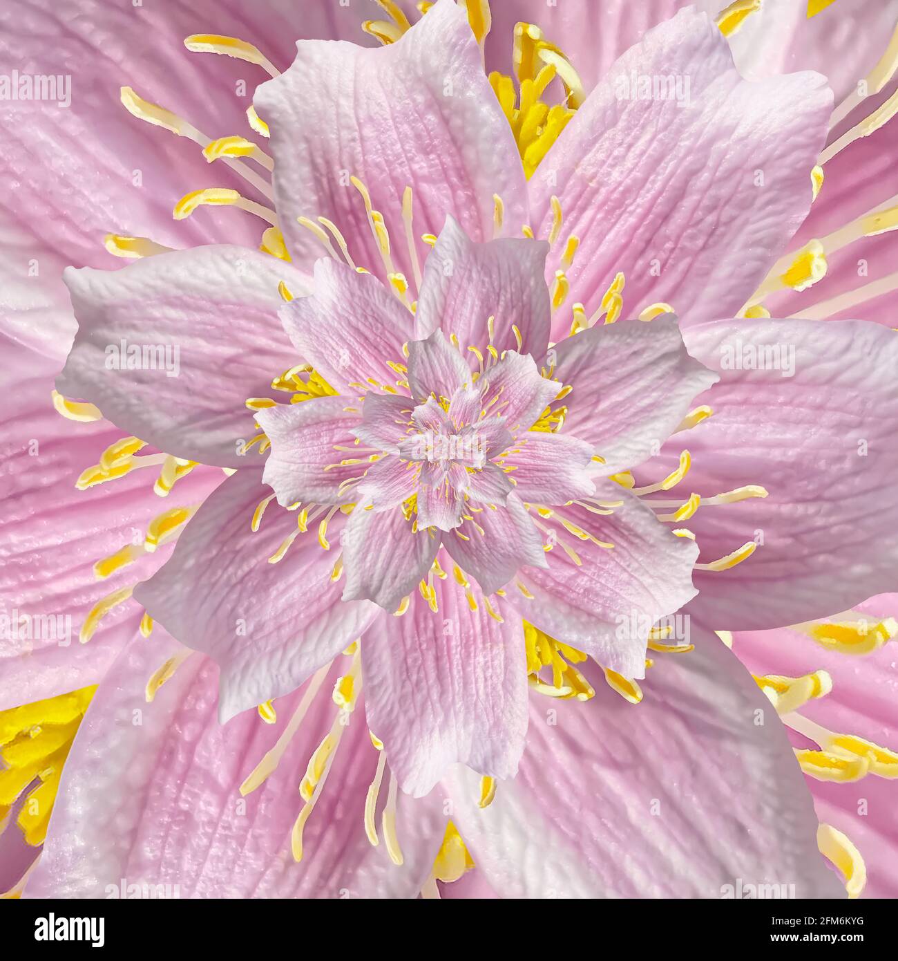 Spiral of Clematis Montana, also known as mountain Clematis or ...
