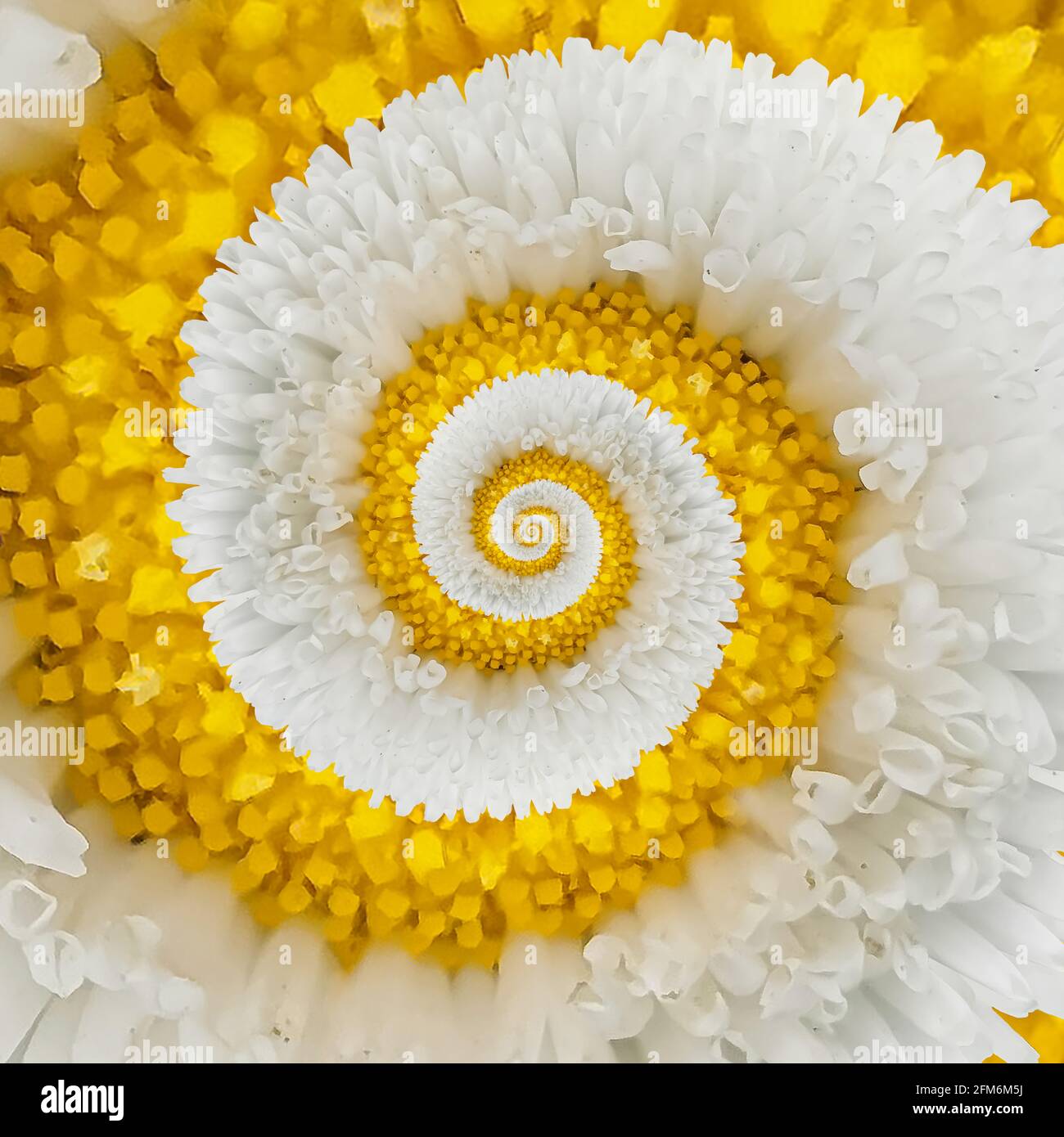 Fibonacci daisy hi-res stock photography and images - Alamy