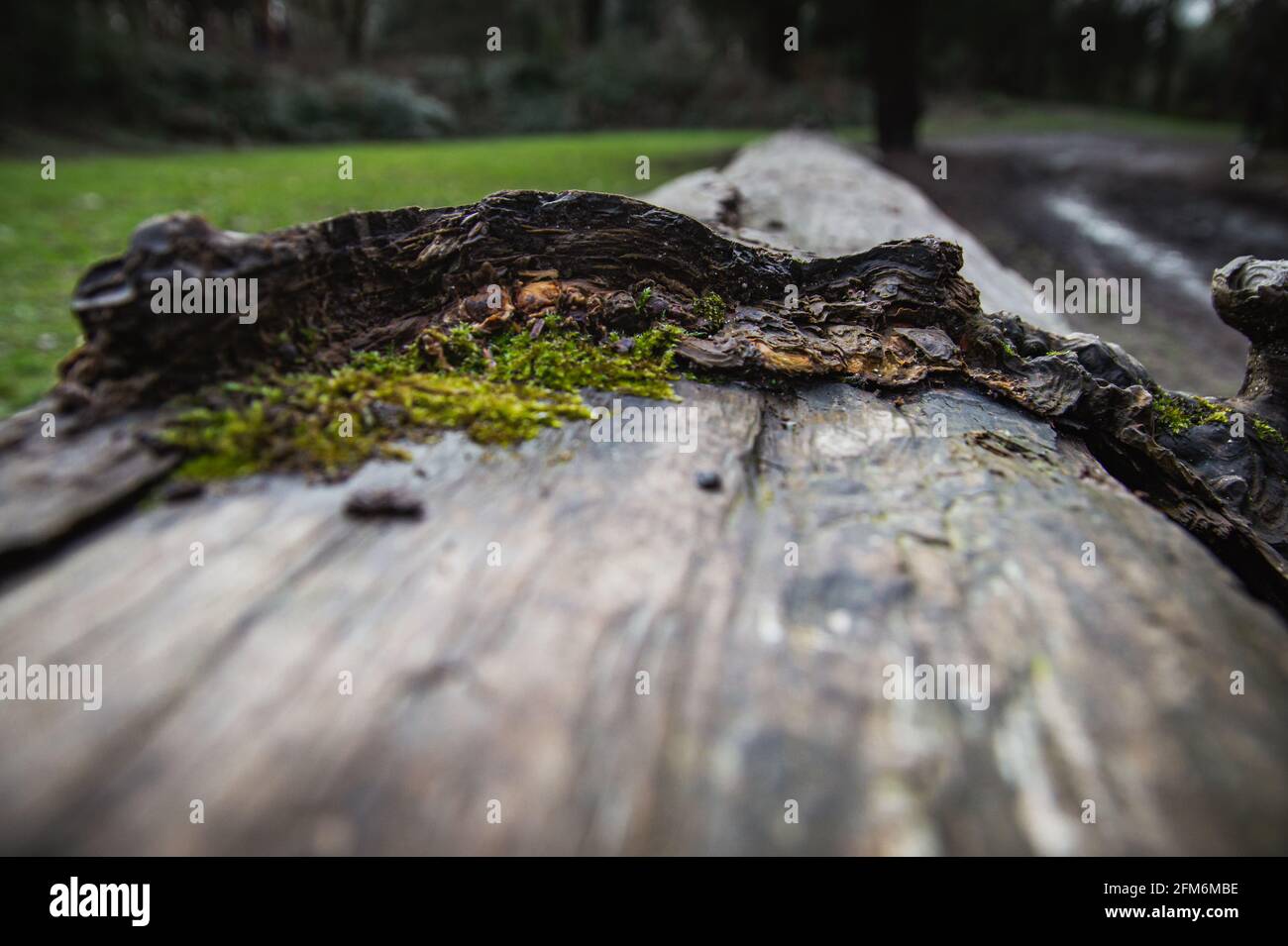 Fallen_tree hi-res stock photography and images - Alamy