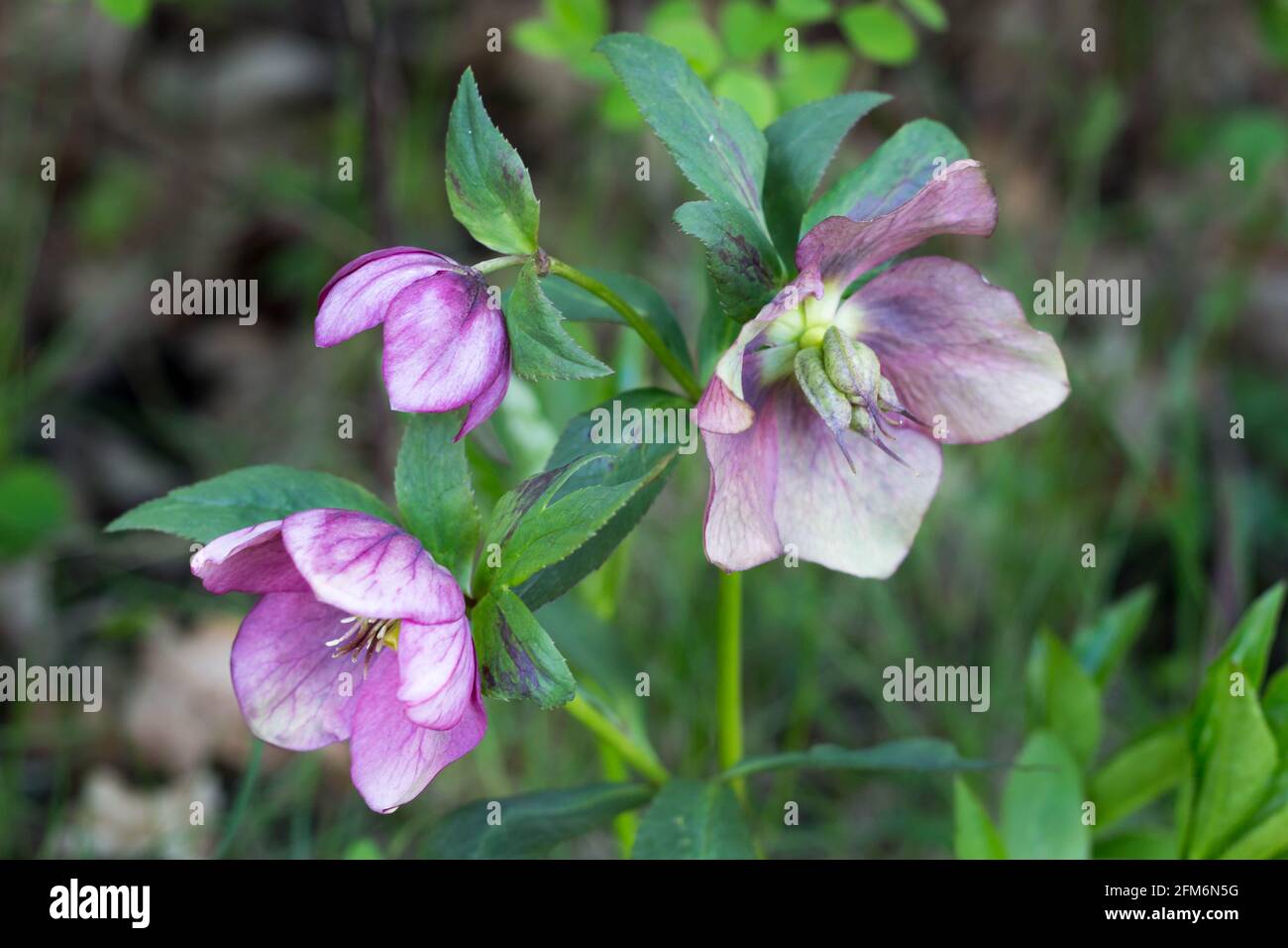 Lenten roses hi-res stock photography and images - Alamy