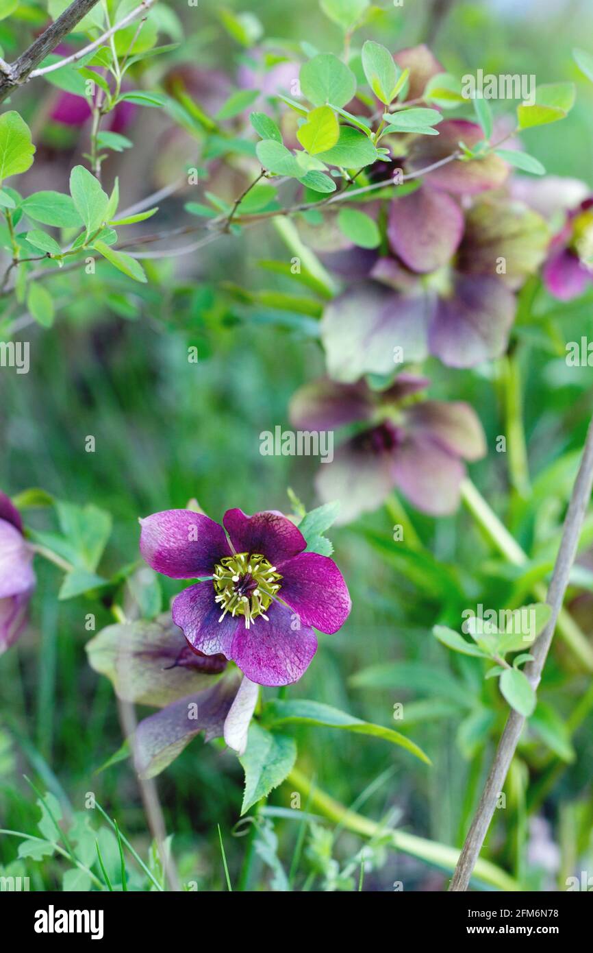 Lenten Roses High Resolution Stock Photography and Images - Alamy