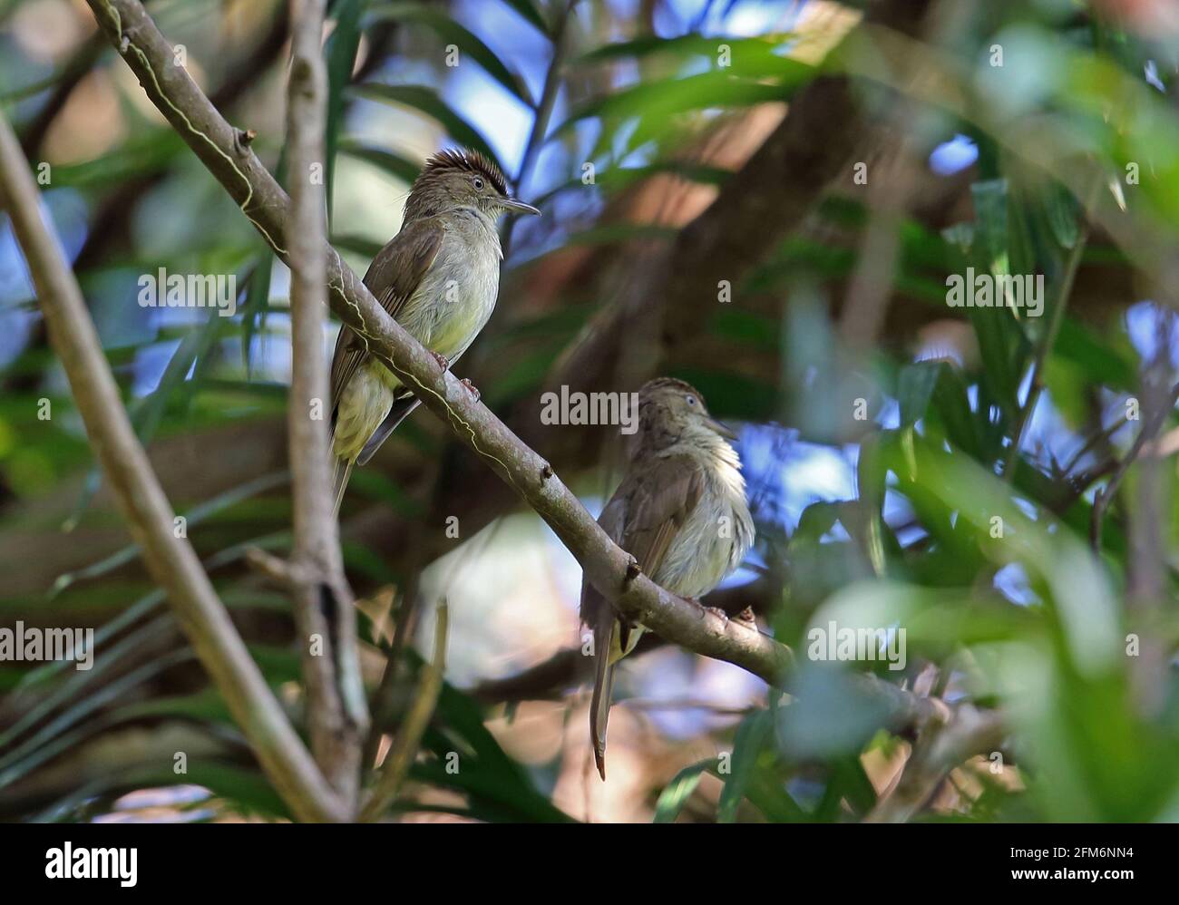 Buff-vented Bulbul (Iole olivacea olivacea) two adults perched on ...