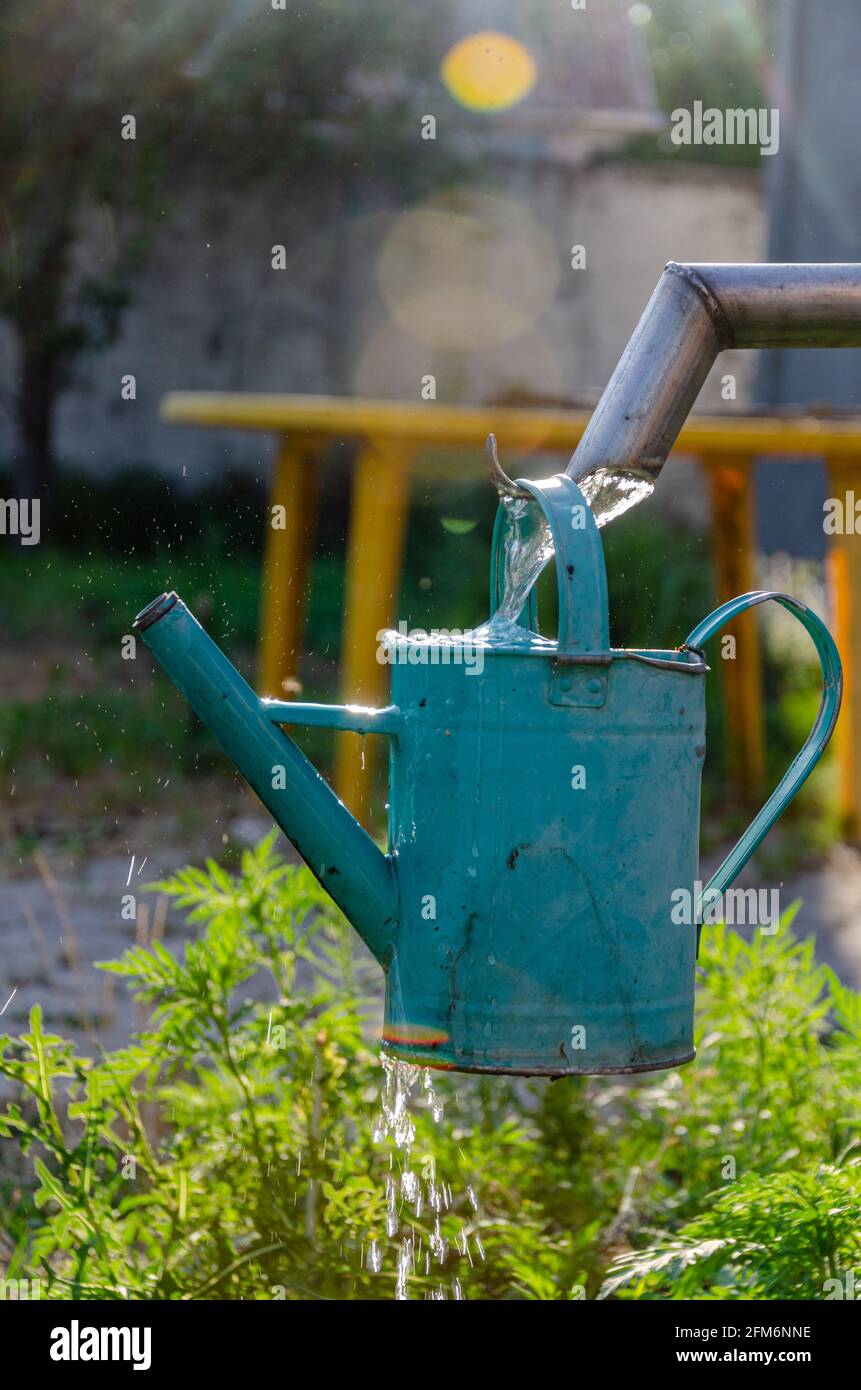 Pouring water into an old garden watering can from a garden column ...