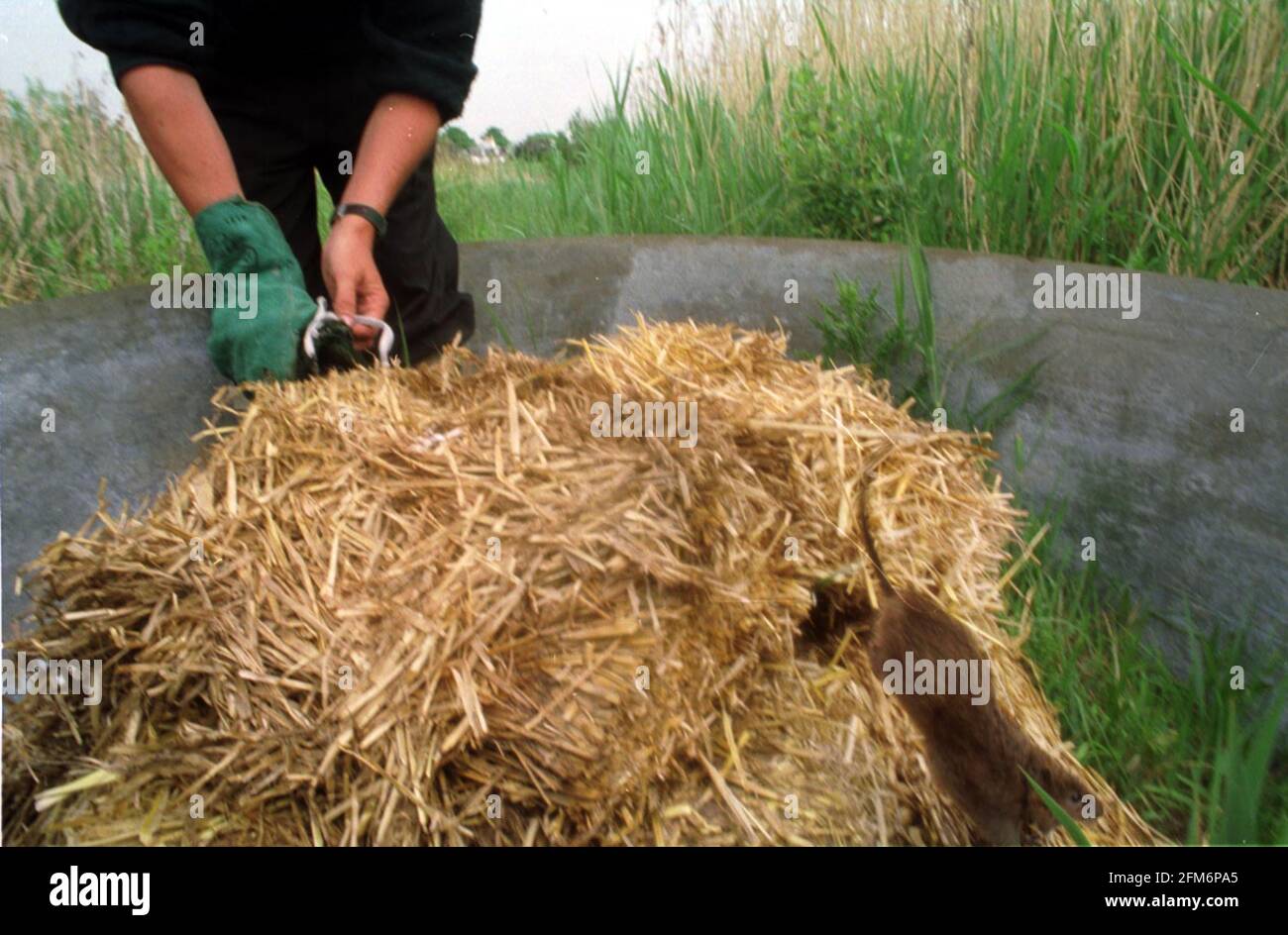 Rob strachan hi-res stock photography and images - Alamy