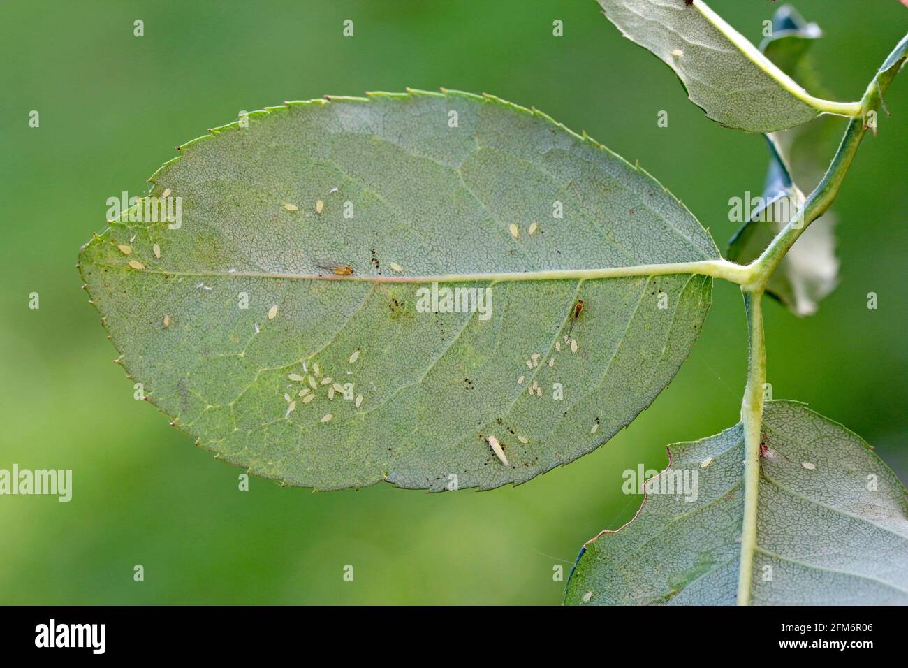 The rose-grain aphid or rose-grass aphid (Metopolophium dirhodum) and ...