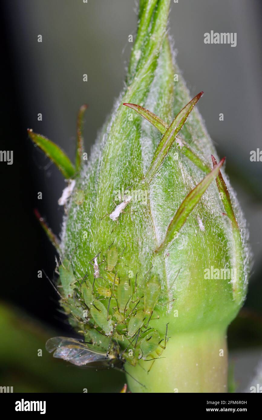 Rose aphid hi-res stock photography and images - Alamy