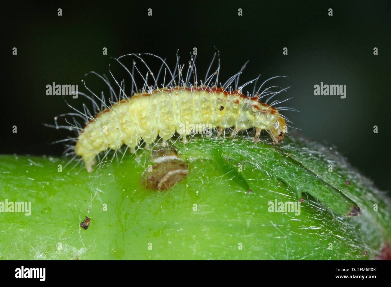 caterpillar of the rose plume moth Cnaemidophorus rhododactyla ...