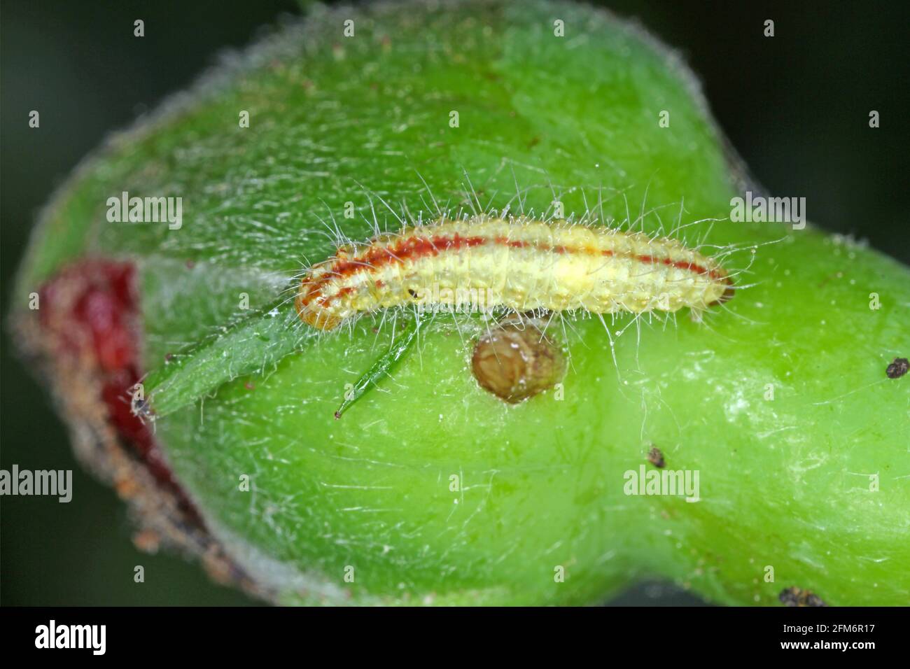 Rose plume moth hi-res stock photography and images - Alamy