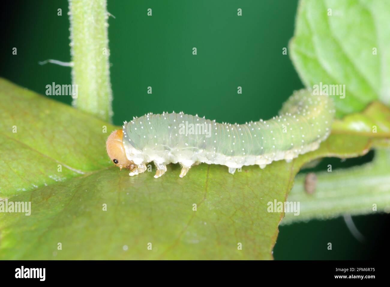 Rose sawfly hi-res stock photography and images - Alamy