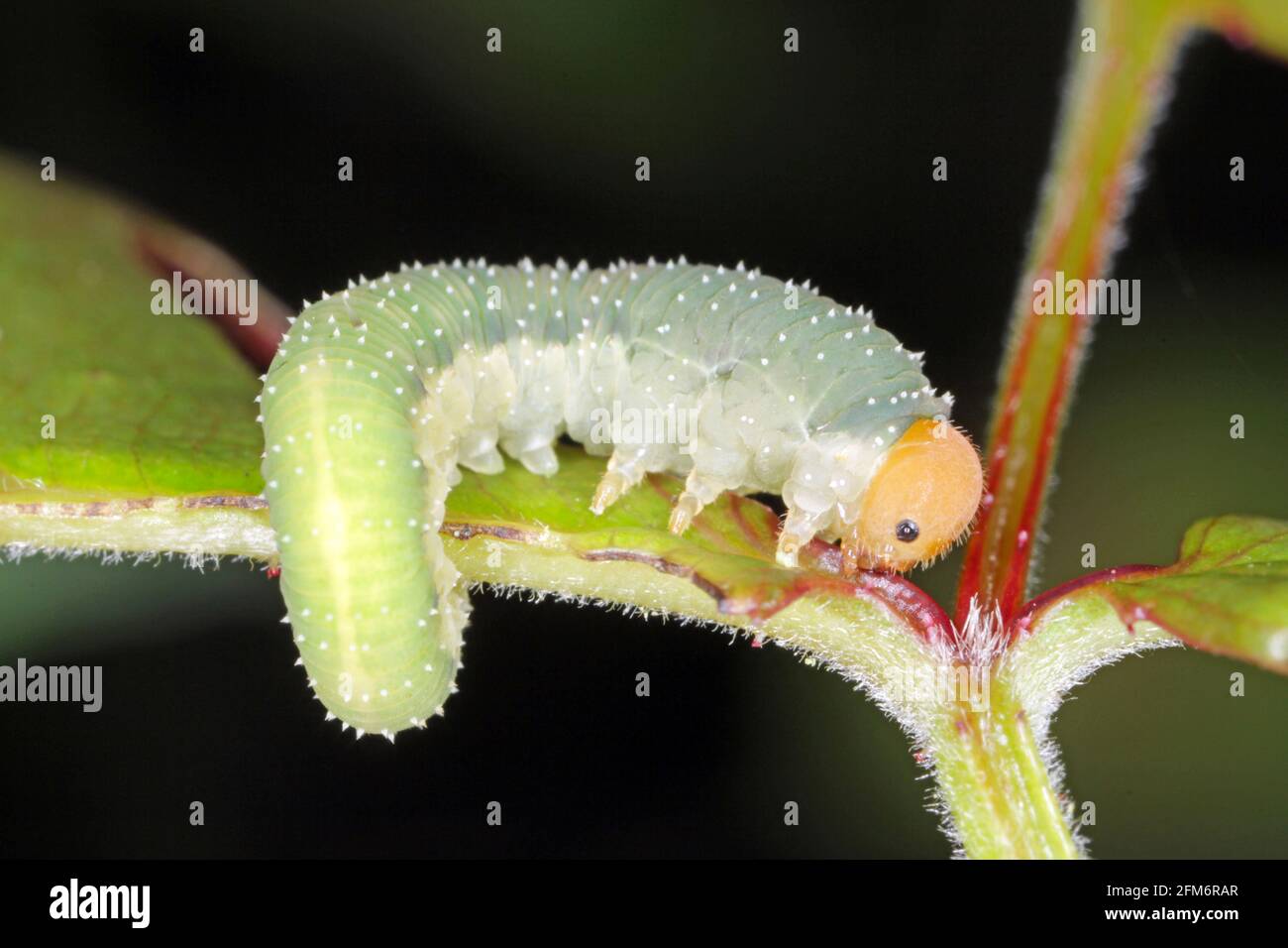 Rose sawfly Allantus cinctus on damaged rose leaf. It is pest of roses ...