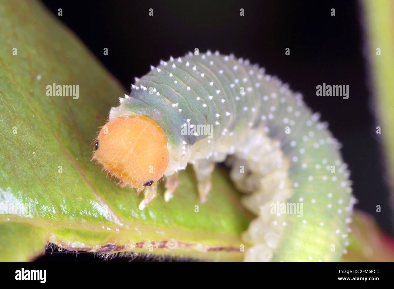Rose sawfly Allantus cinctus on damaged rose leaf. It is pest of roses ...
