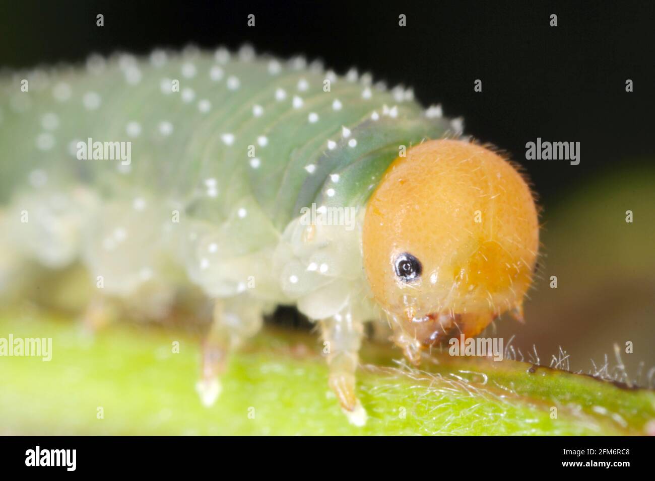 Rose sawfly Allantus cinctus on damaged rose leaf. It is pest of roses ...