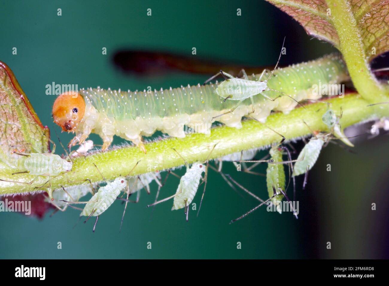 Rose plume moth hi-res stock photography and images - Alamy