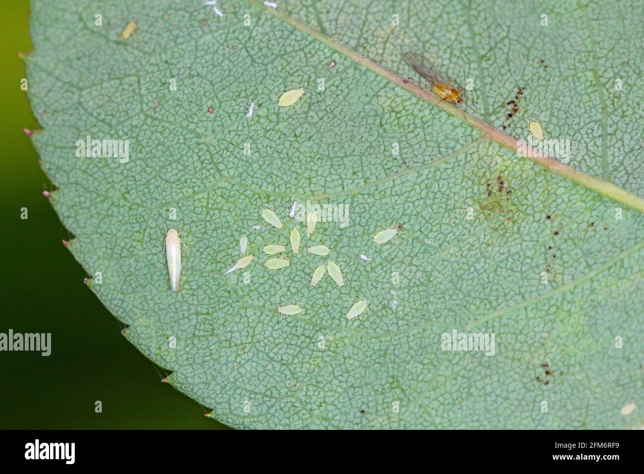 The rose-grain aphid or rose-grass aphid (Metopolophium dirhodum) and ...