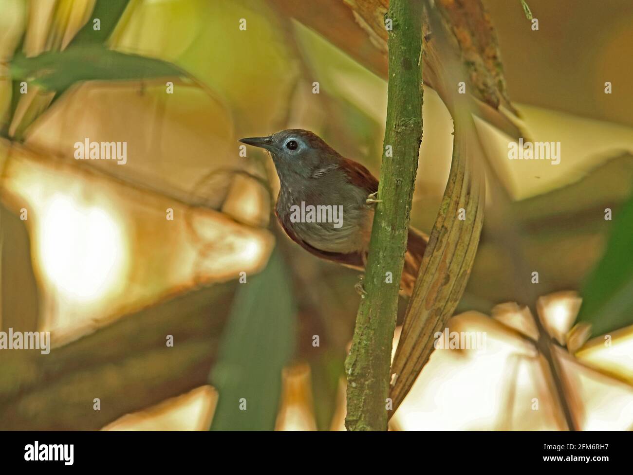 Cyanoderma hi-res stock photography and images - Alamy